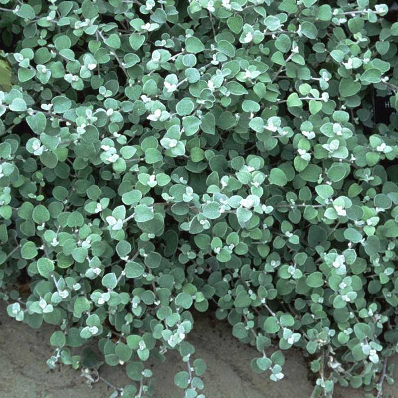 Plantes Ornementales – Serre St-Laz – Horticulture sur mesure! Piments ...